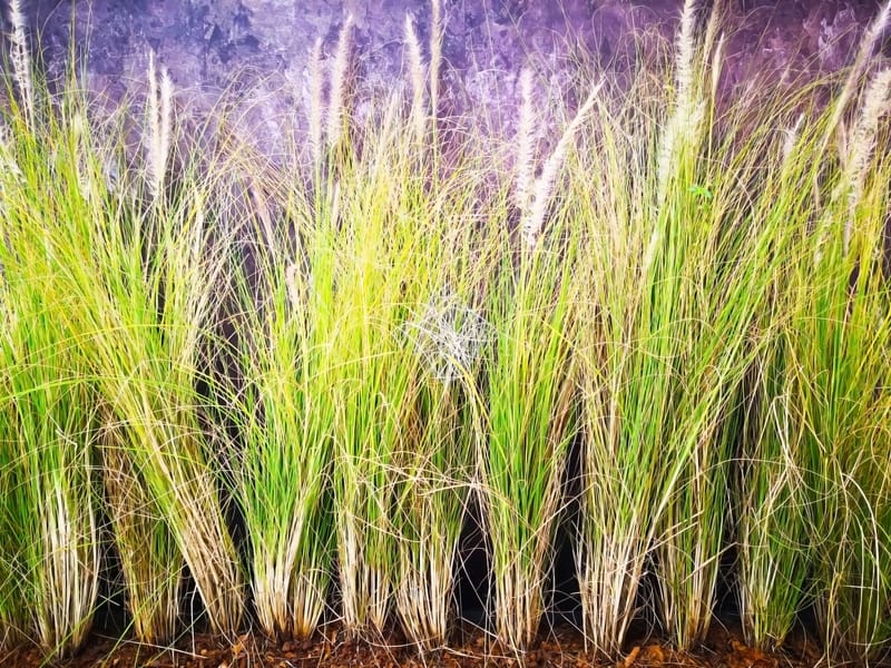 Vetiveria Zizanioides