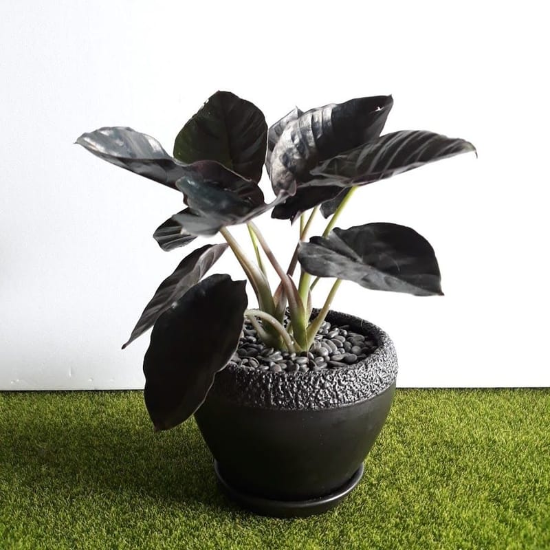 The ULTIMATE Guide for Alocasia Infernalis!