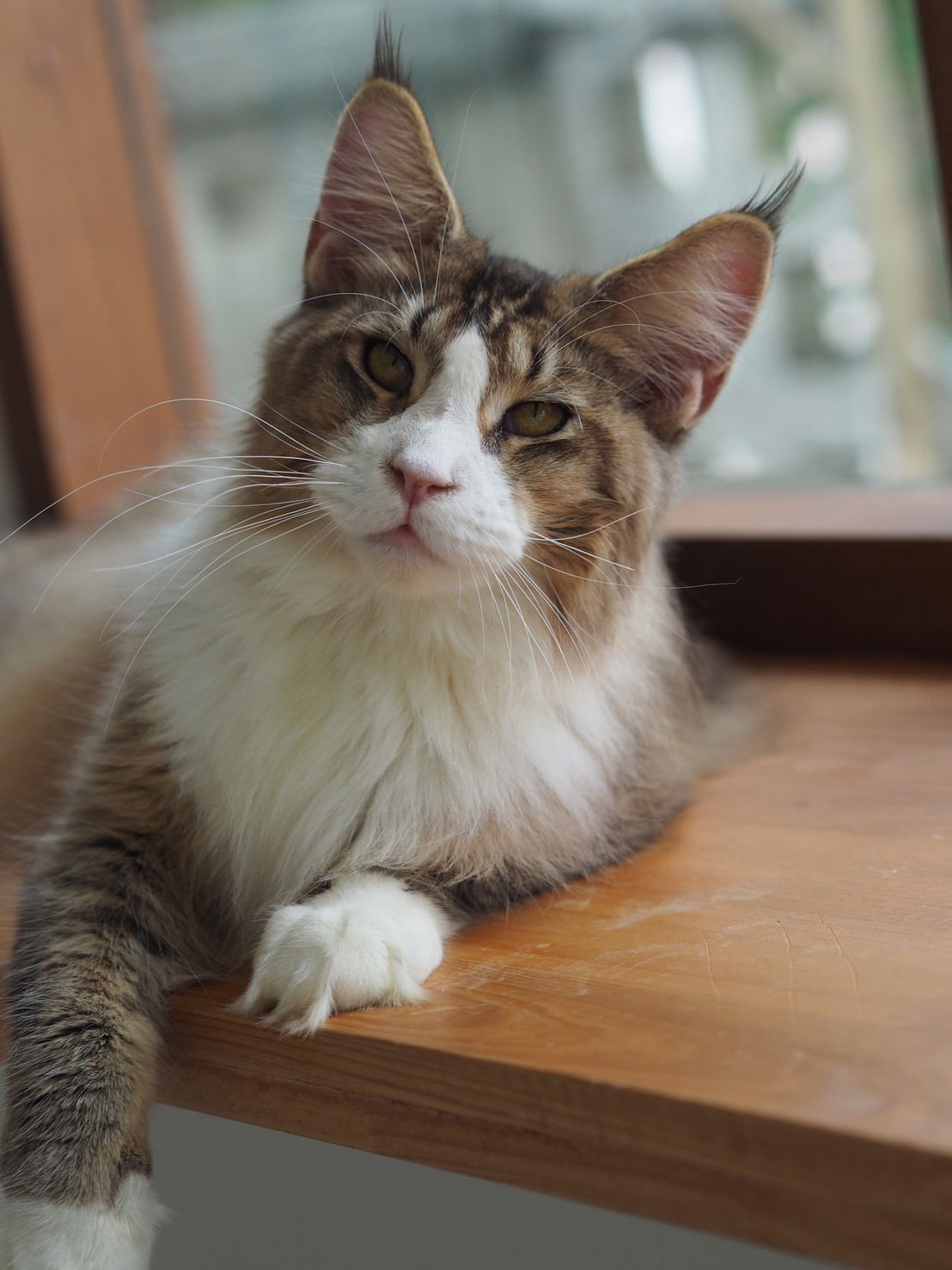 Tigercooncat - Welcome to Tigercooncat Maine Coon Cattery