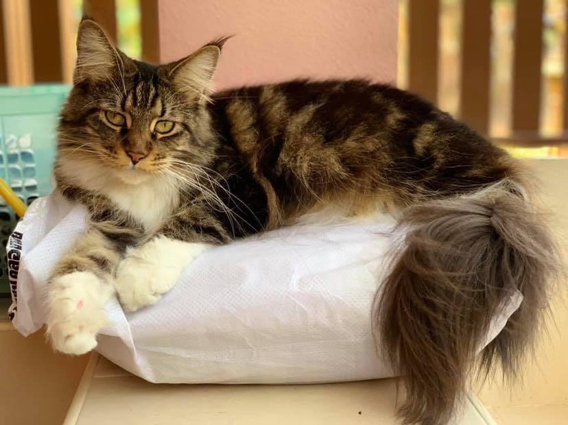 Tigercooncat - Welcome to Tigercooncat Maine Coon Cattery