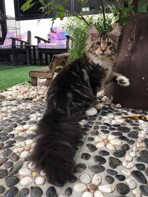 Tigercooncat - Welcome to Tigercooncat Maine Coon Cattery