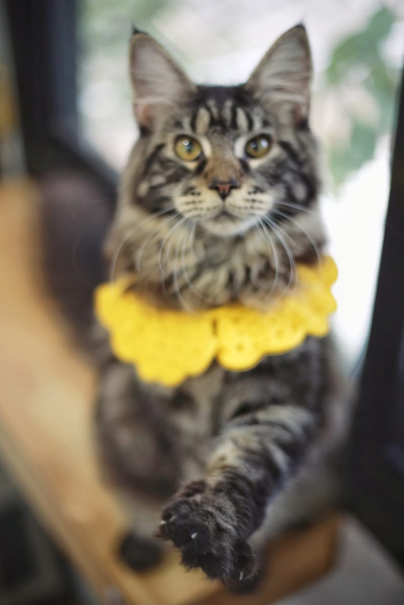 Tigercooncat - Welcome to Tigercooncat Maine Coon Cattery