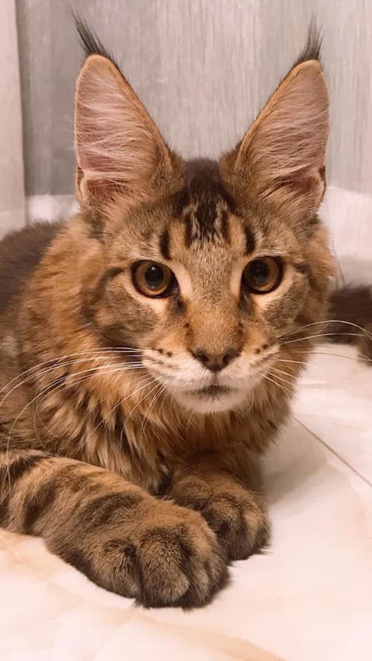 Tigercooncat - Welcome to Tigercooncat Maine Coon Cattery