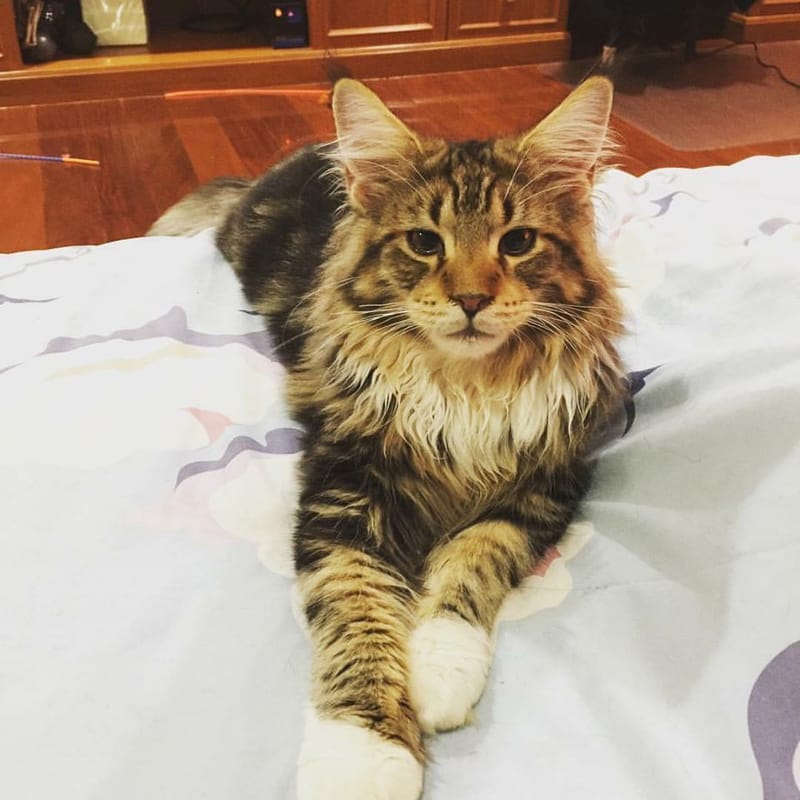 Tigercooncat - Welcome to Tigercooncat Maine Coon Cattery