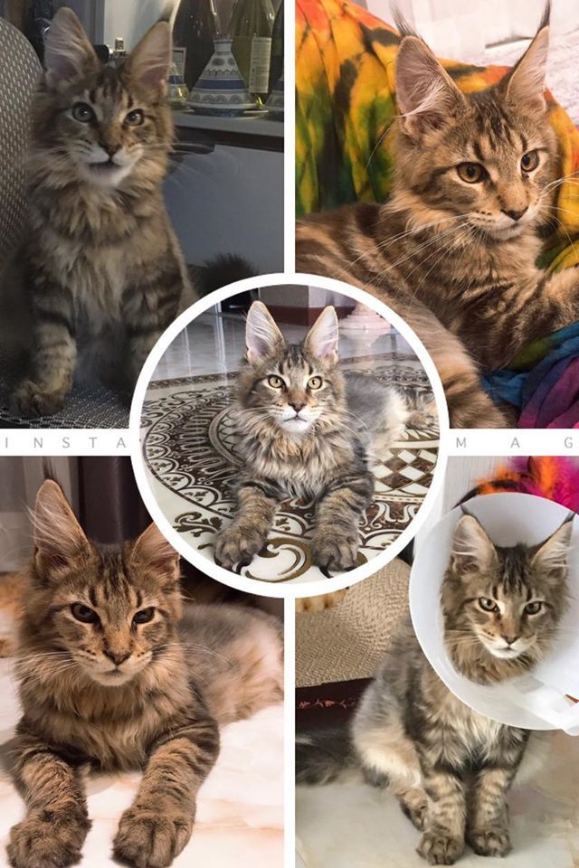 Tigercooncat - Welcome to Tigercooncat Maine Coon Cattery