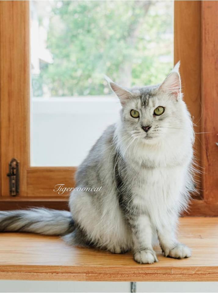 Tigercooncat - Welcome to Tigercooncat Maine Coon Cattery