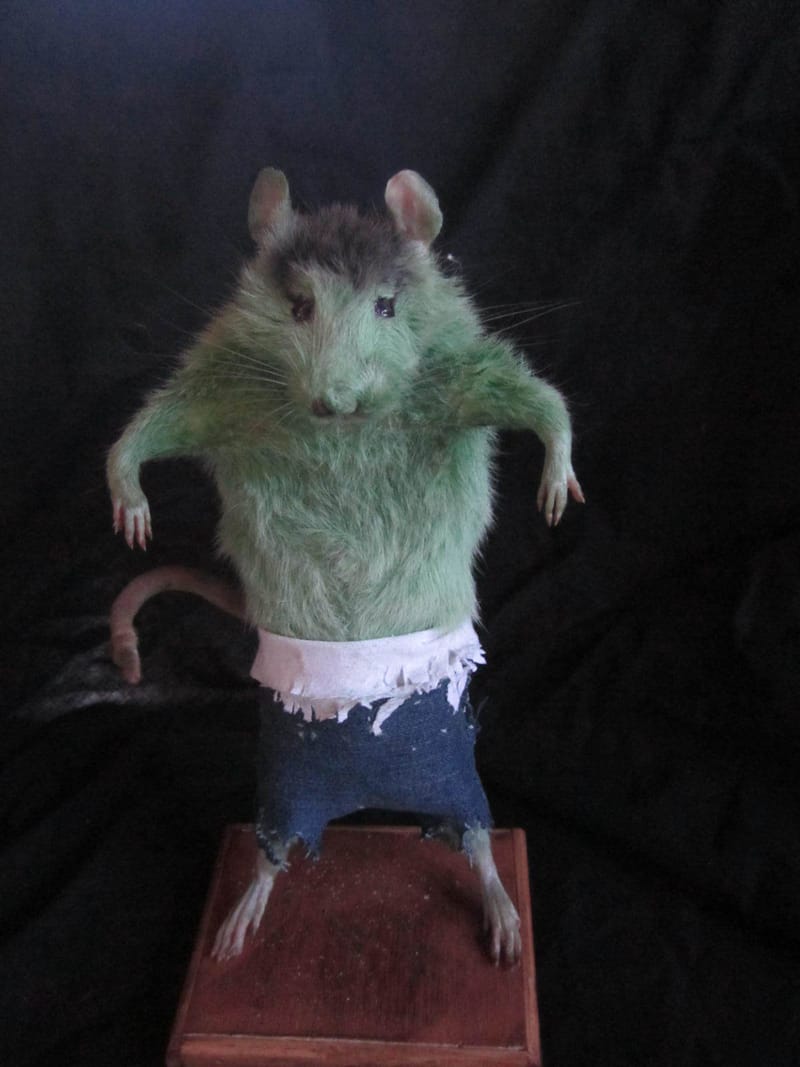taxidermie rat hulk, objet de curiosité
